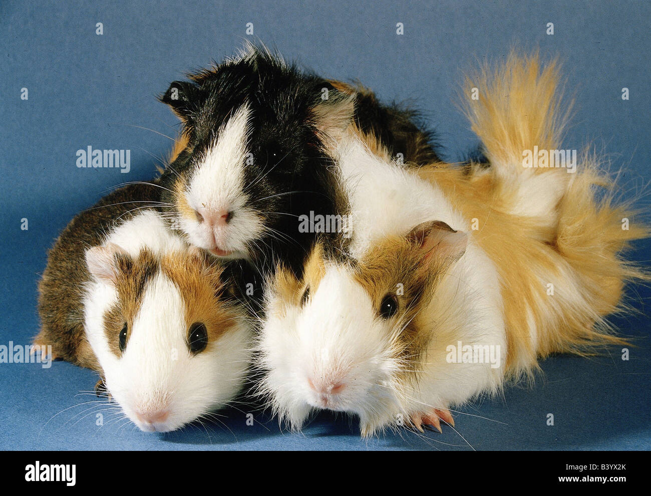 zoology / animals, mammal / mammalian, cavies, domestic guinea pig ...