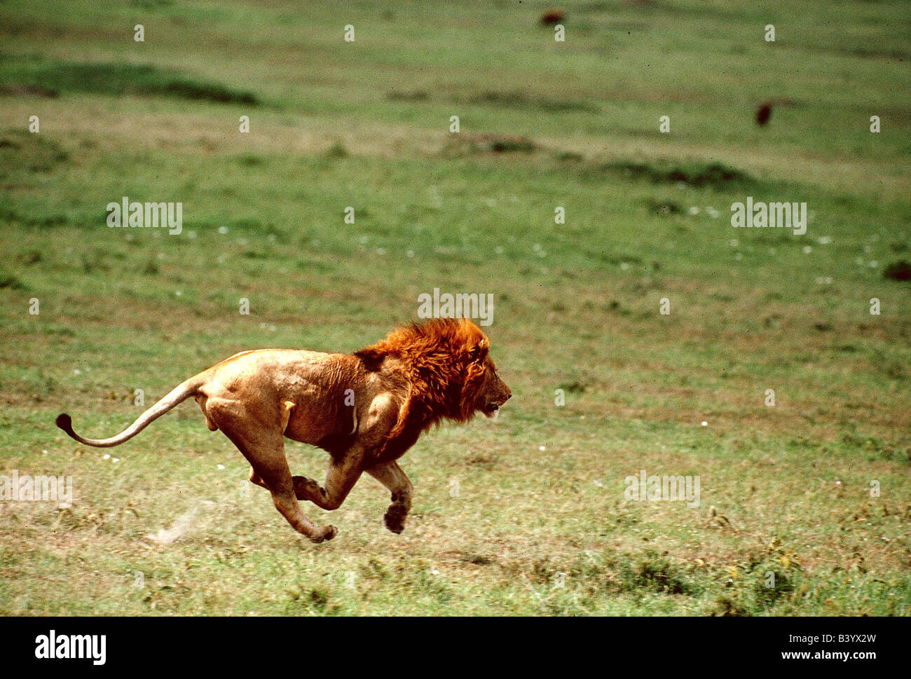 Lion Running Fast