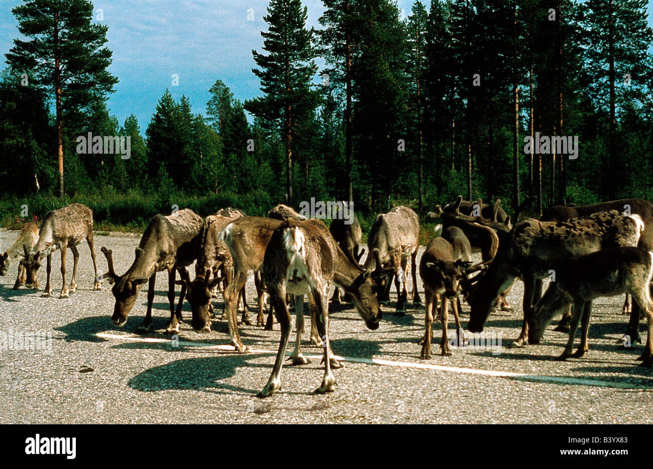 zoology / animals, mammal / mammalian, deers, Reindeer, (Rangifer ...
