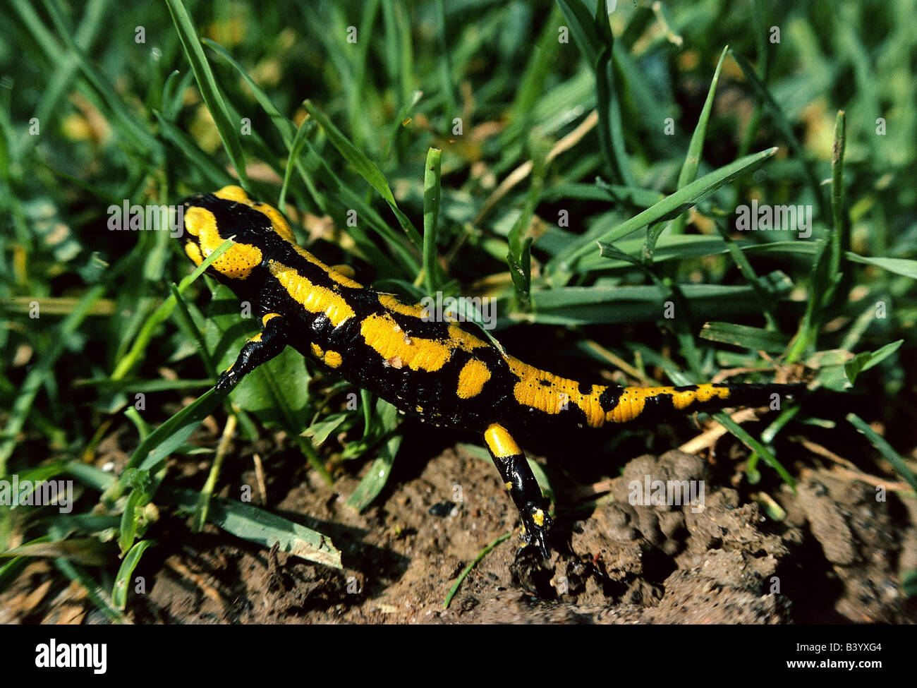 zoology / animals, amphibian, Fire Salamander, (Salamandra salamandra ...