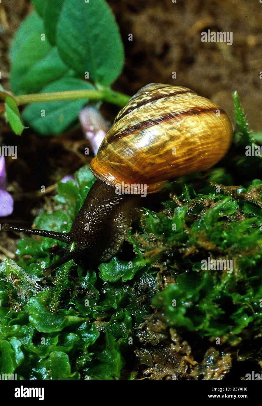 Wood ground hi-res stock photography and images - Alamy