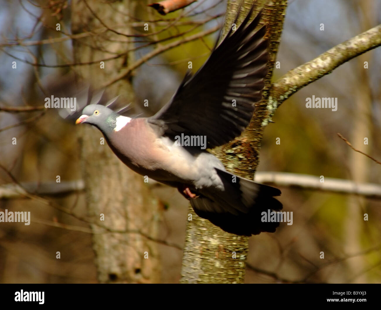 wood pigeon in flight Stock Photo - Alamy