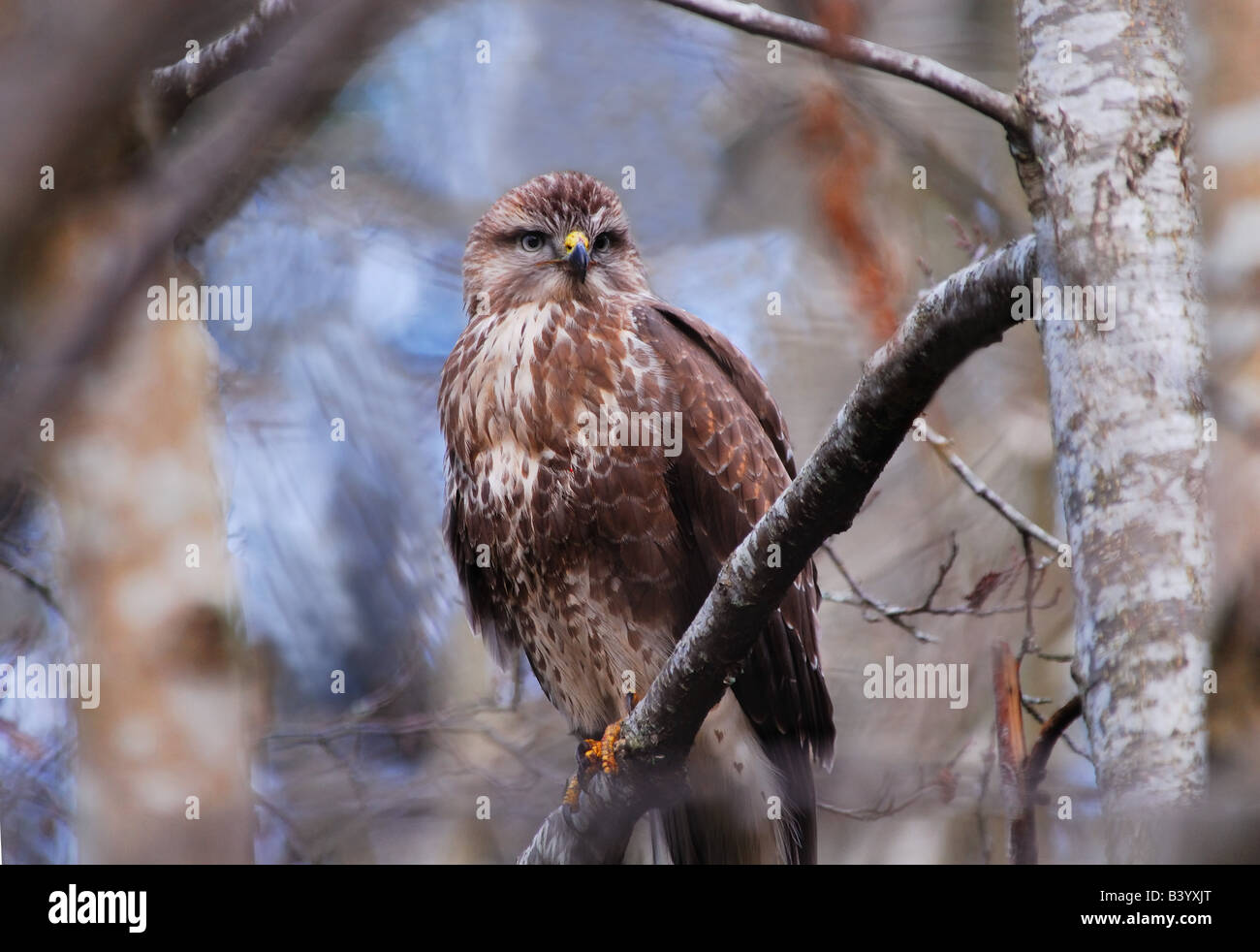 UK Common Buzzard on silver birch tree Stock Photo - Alamy