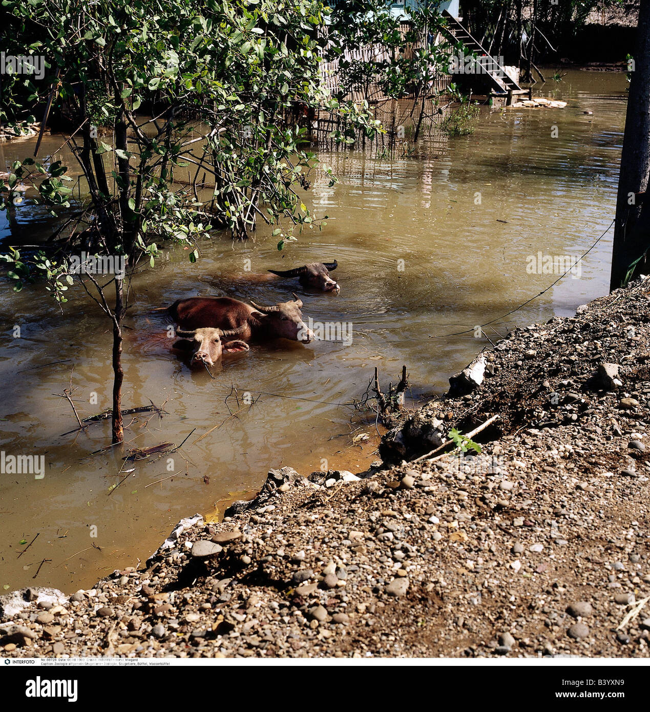 zoology / animals, mammal / mammalian, Buffalos, Water Buffalo ...