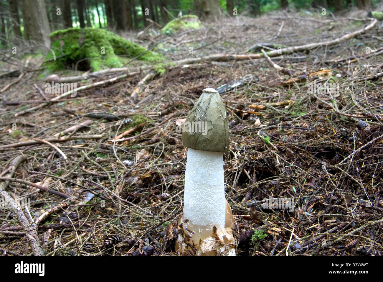 Stinkhorn fungus (Phallus impudicus) growing in a pine wood, photo ...