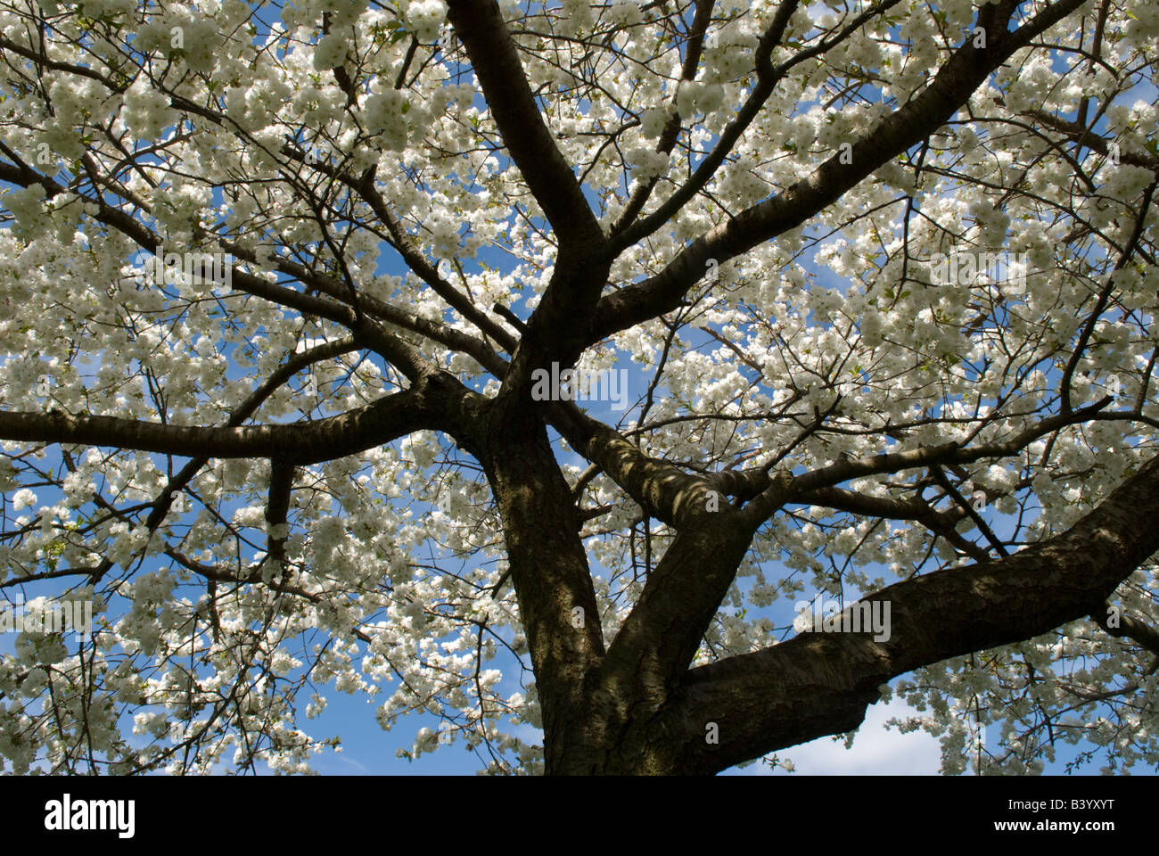 Prunus sp hi-res stock photography and images - Alamy