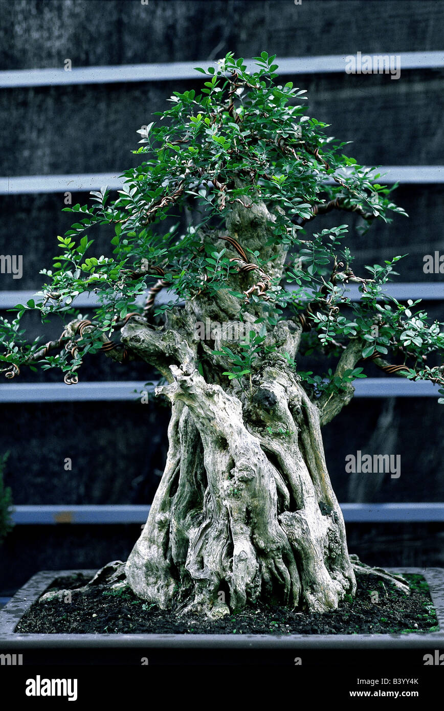 Bonsai Sapling Care at Anna Beyers blog