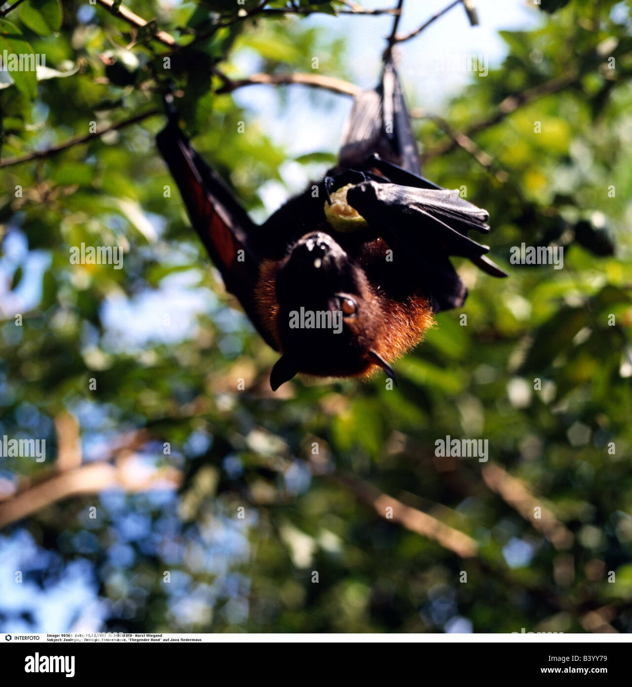 zoology / animals, mammal / mammalian, fruit bat, (Pteropodidae ...