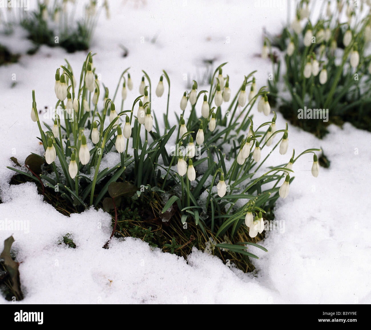 botany, snowdrop, (Galanthus), Common Snowdrop, (Galanthus nivalis), in ...