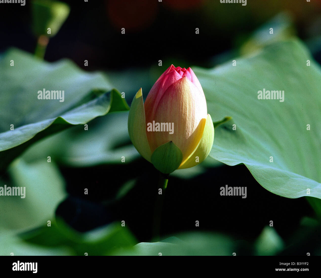 botany, lotus, (Nelumbo), Blue Lotus, (Nelumbo nucifera), bud, white ...