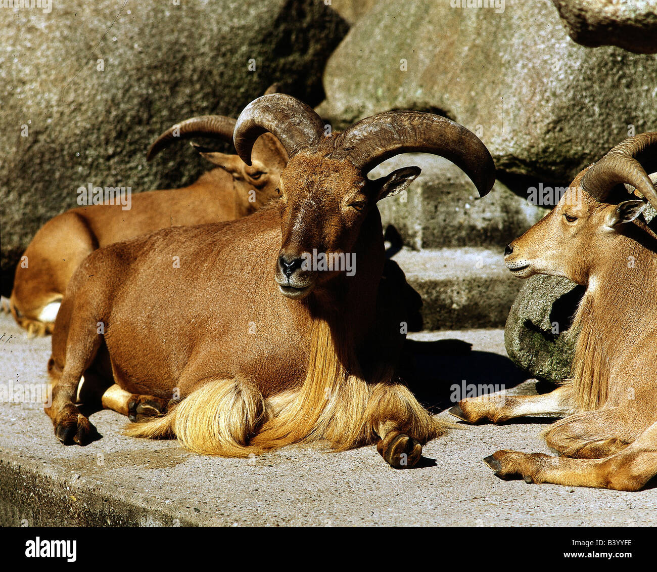 zoology / animals, mammal / mammalian, Barbary Sheep, (Ammotragus ...