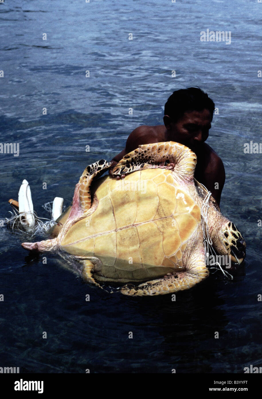 Catched sea turtle hi-res stock photography and images - Alamy