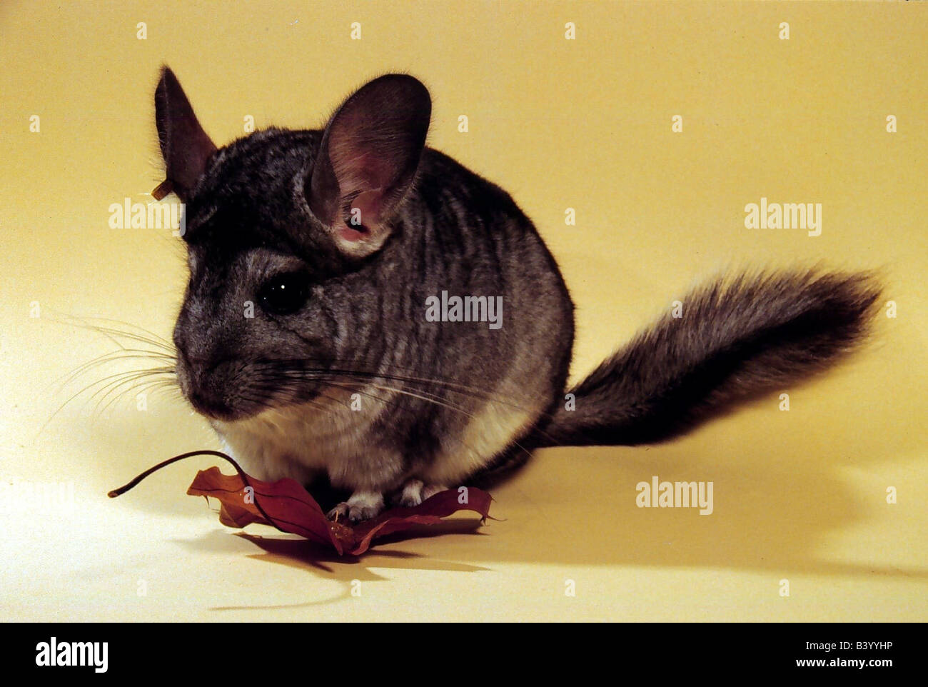 Chinchilla langier hi-res stock photography and images - Alamy