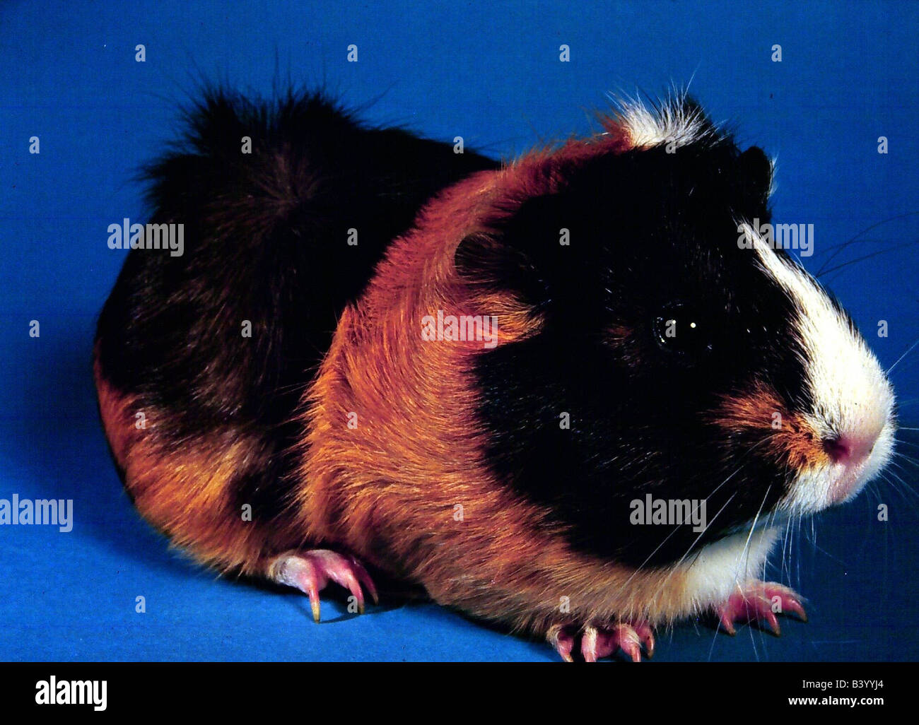 zoology / animals, mammal / mammalian, cavies, domestic guinea pig ...