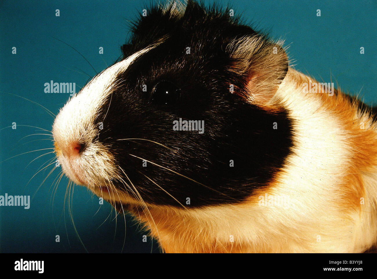 Guinea pig cavia aperea porcellus hi-res stock photography and images ...