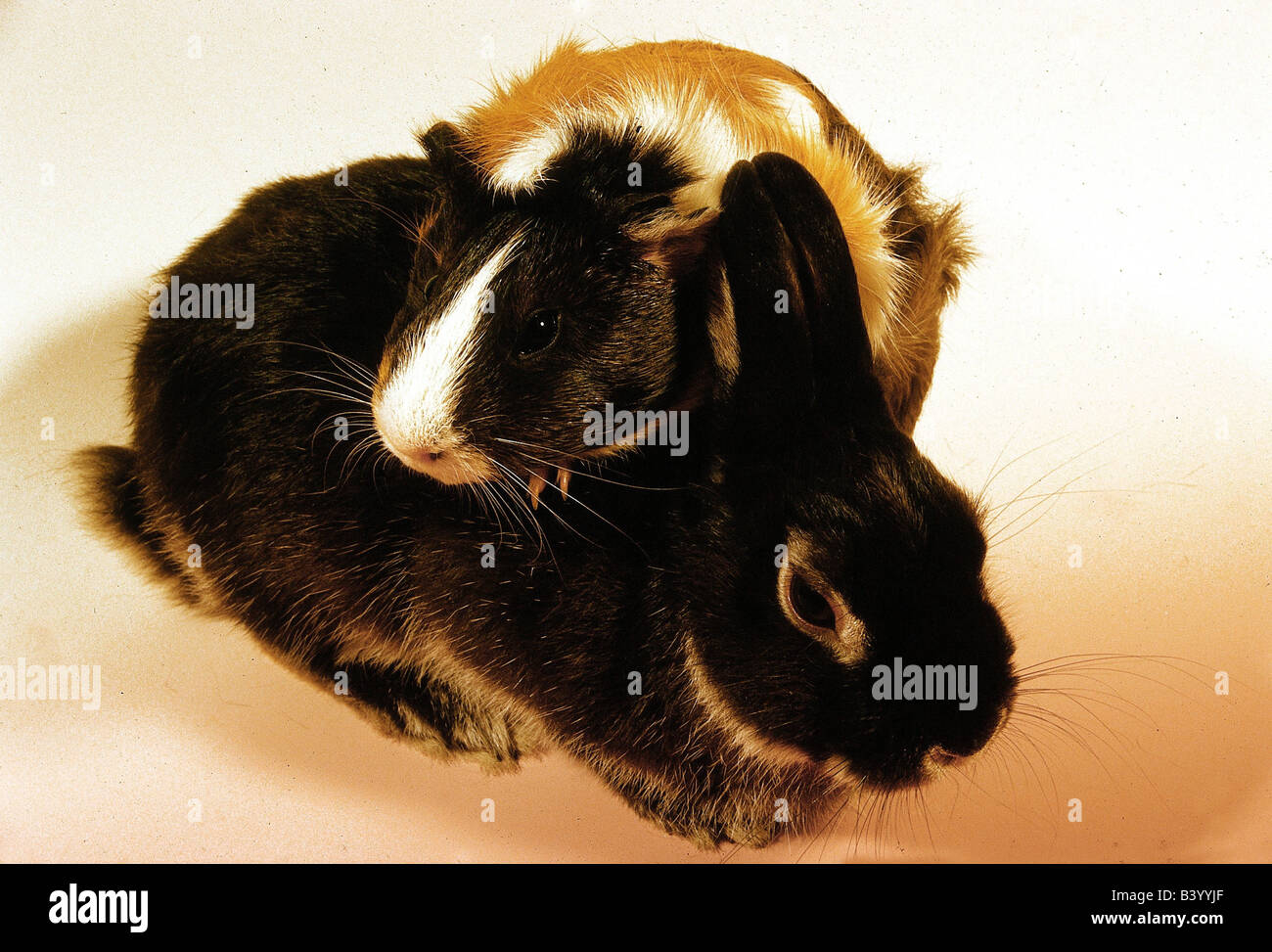 zoology / animals, mammal / mammalian, cavies, domestic guinea pig ...