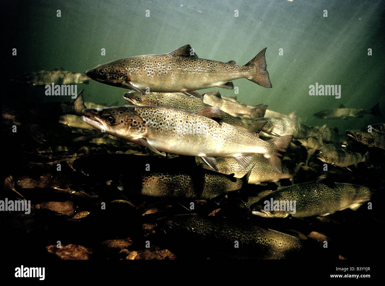 Slamons hi-res stock photography and images - Alamy