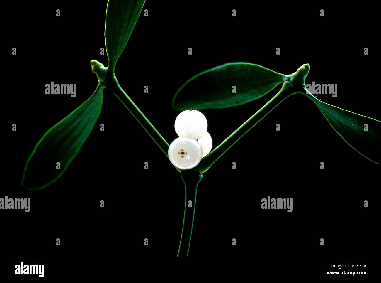 Common Mistletoes High Resolution Stock Photography and Images - Alamy