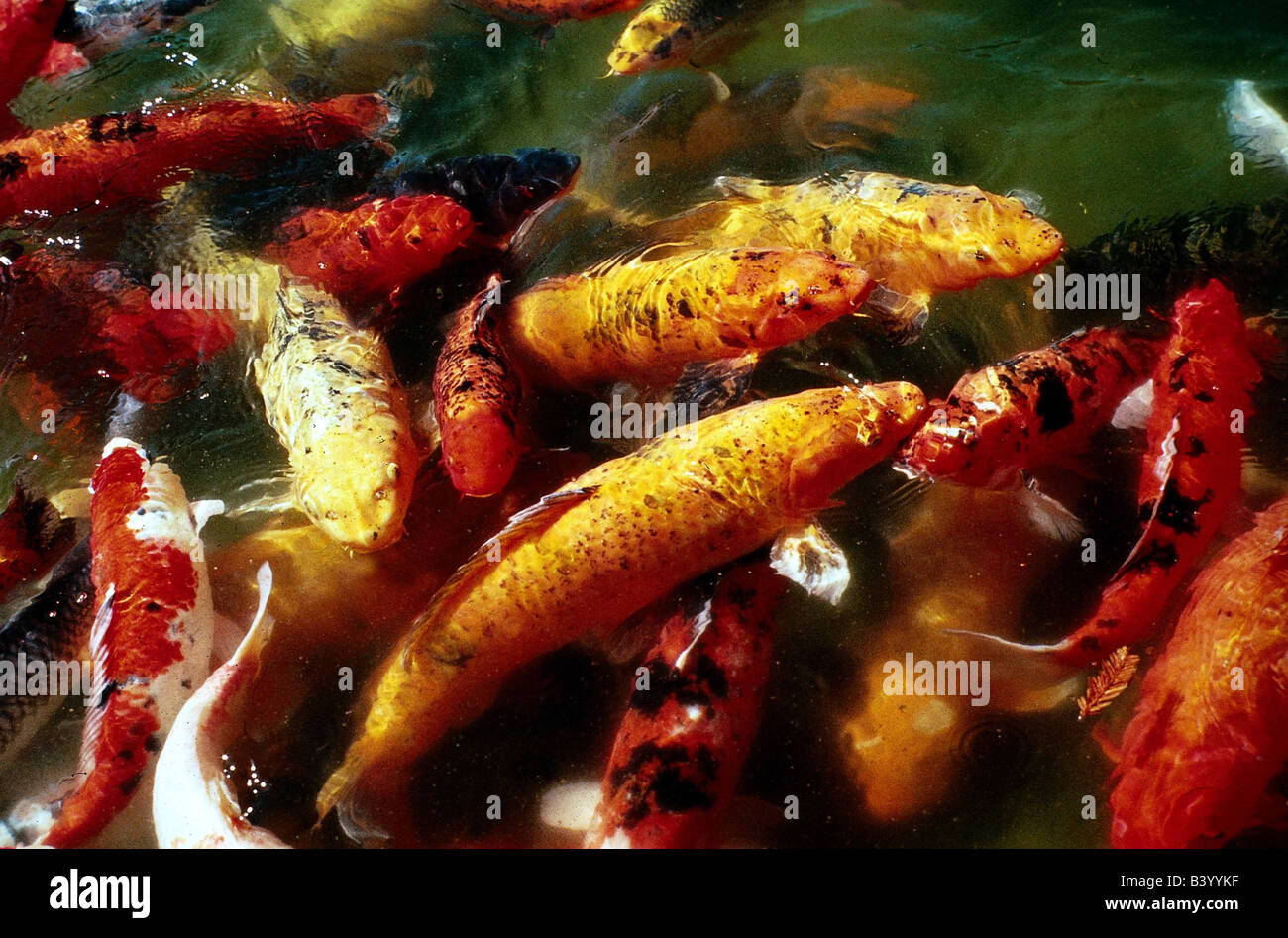 Japanese goldfish hi-res stock photography and images - Alamy