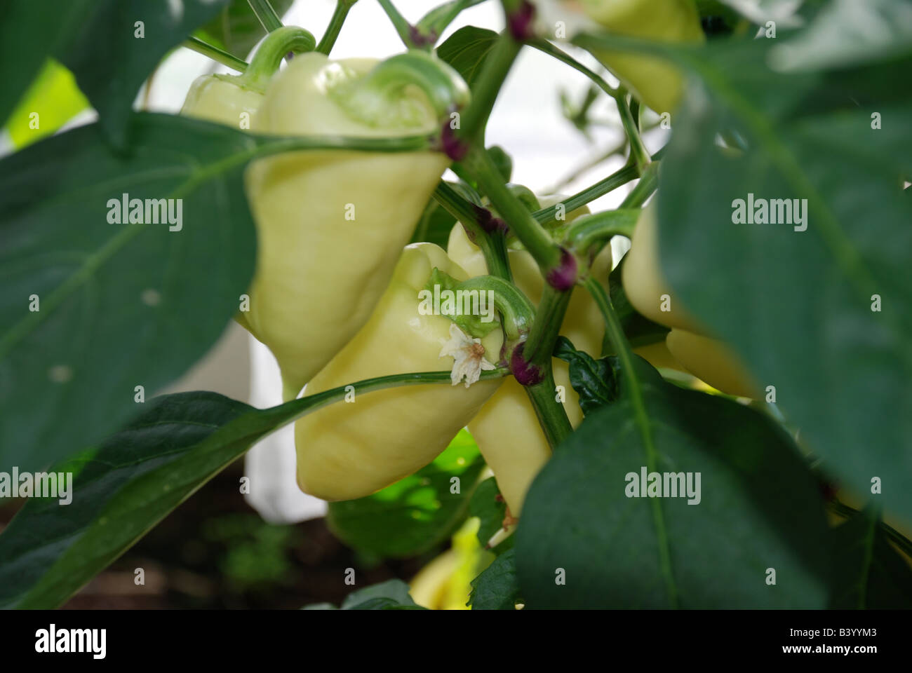 Bell peppers crop hi-res stock photography and images - Alamy