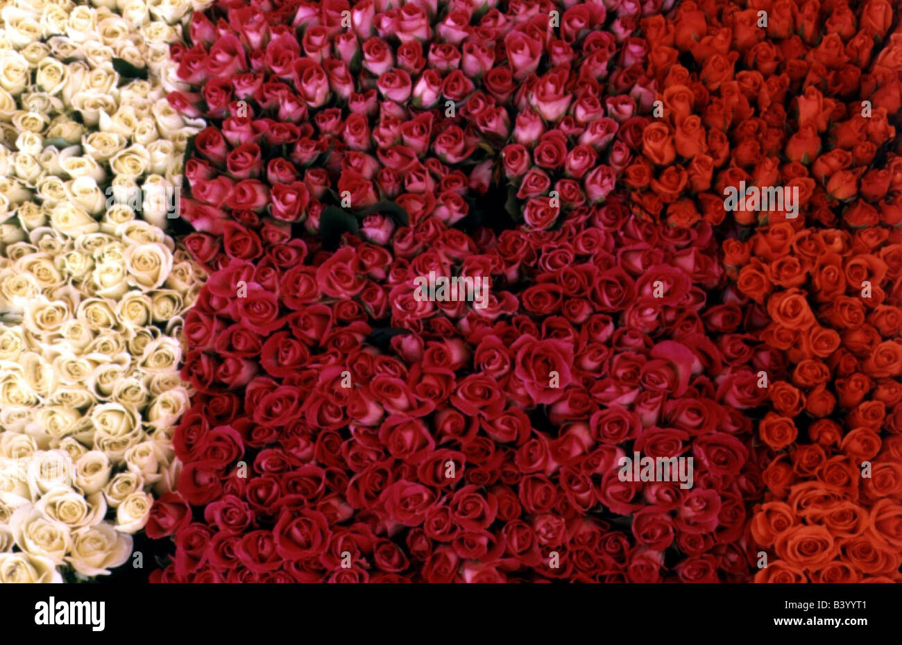 botany, rose, (Rosa), Breeding-Rose, blossoms, red, white, blooming ...