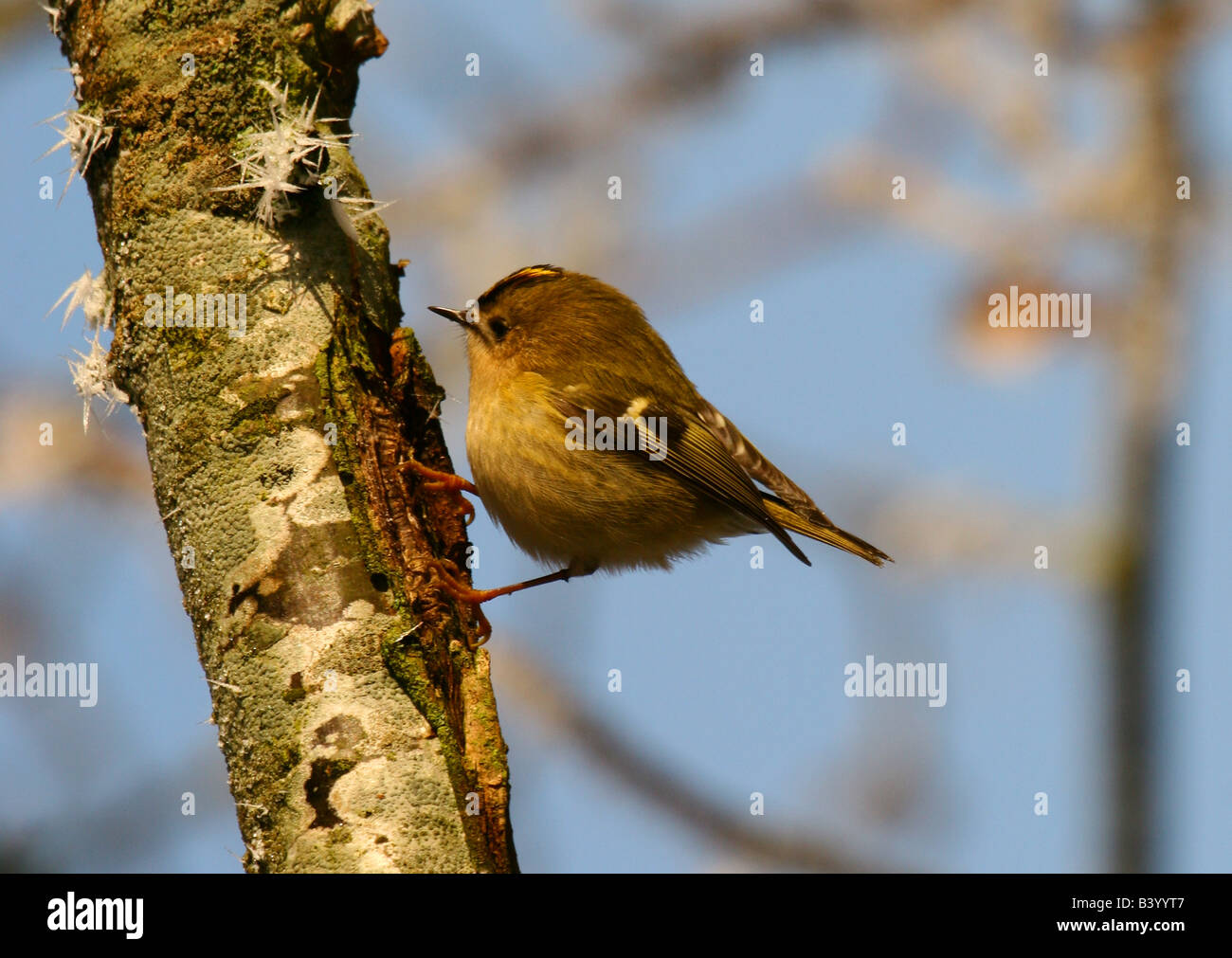 gold crest wild bird Stock Photo - Alamy