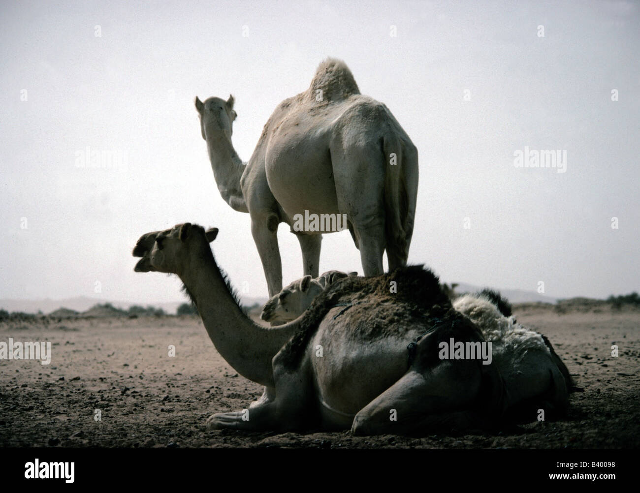 Camelus dromedarios hi-res stock photography and images - Alamy
