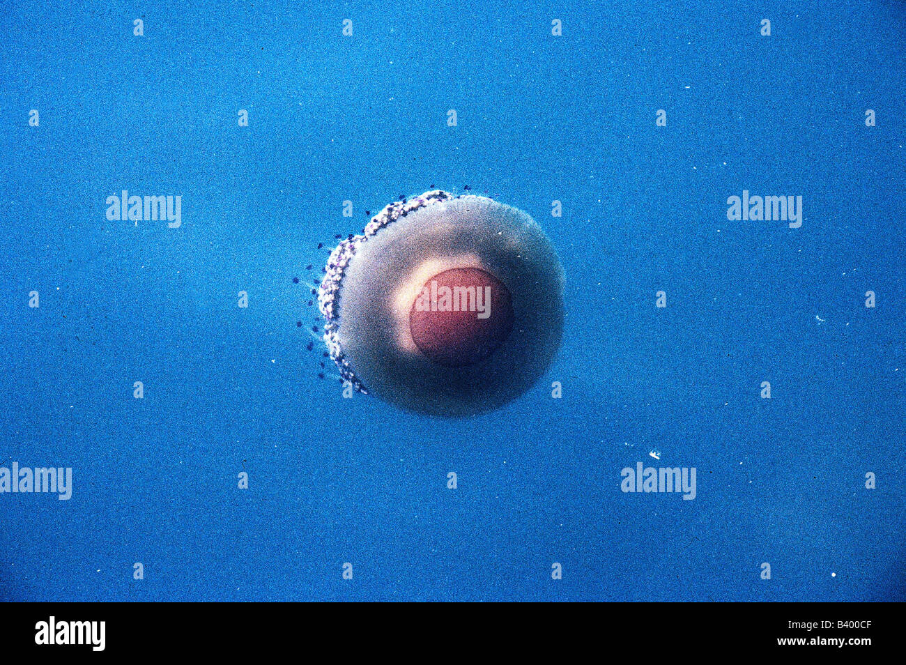 Cepheidae High Resolution Stock Photography and Images - Alamy
