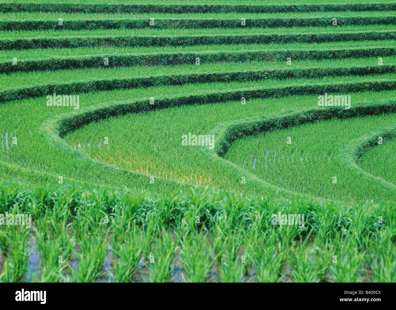 Terraced rice fields Stock Photo - Alamy