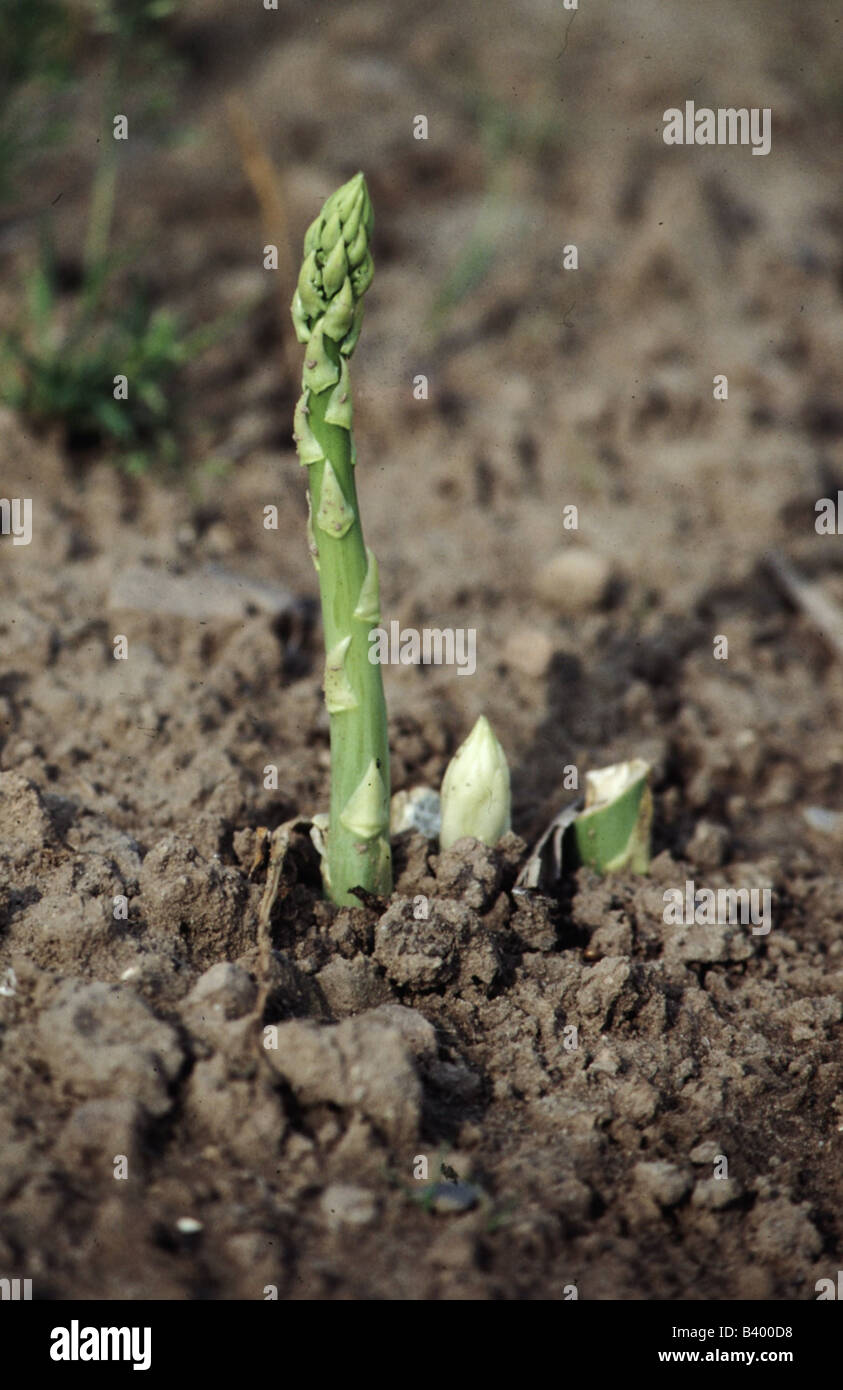 botany, sperage, (Asparagus), Asparagus officinalis, sparagos ...