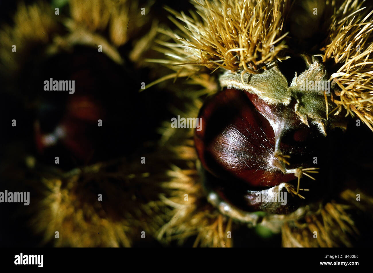 Castanea vesca hi-res stock photography and images - Alamy