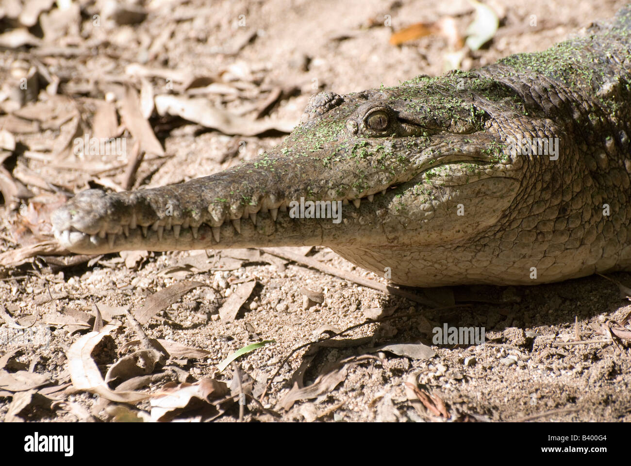Freshwater Crocodile Teeth Stock Photo - Alamy