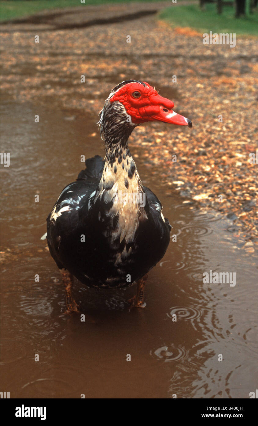 Muscovy duck standing in a puddle Stock Photo - Alamy
