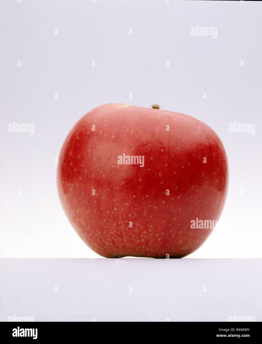 botany, paradise apple, (Malus communis), studio shot, apples ...