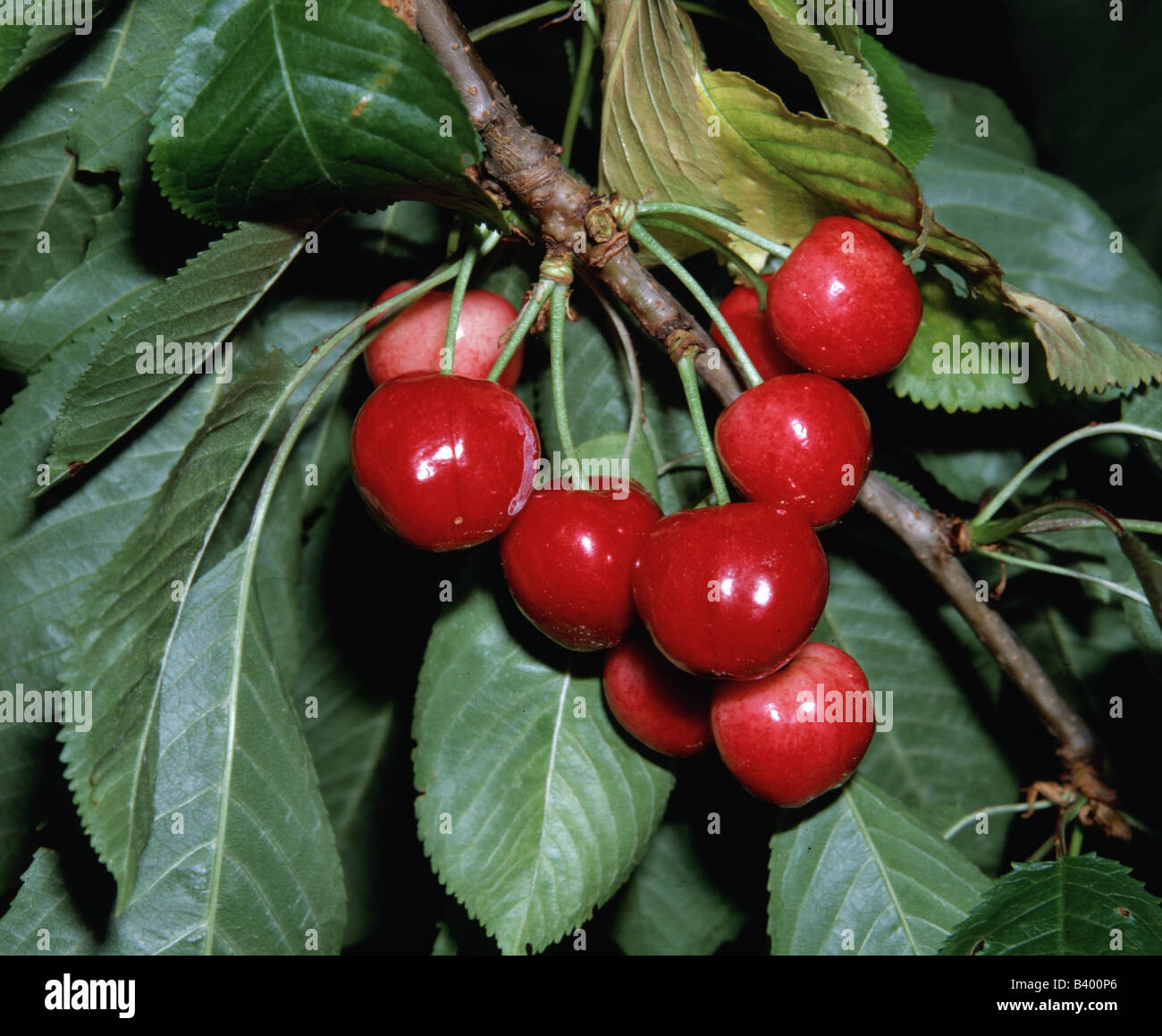 botany, Cherry, (Prunus avium), cherries, on branch, with leaf, growing ...