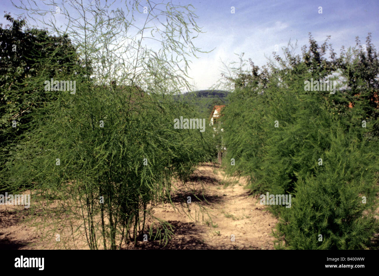 botany, sperage, (Asparagus), Asparagus officinalis, fruits at branch ...