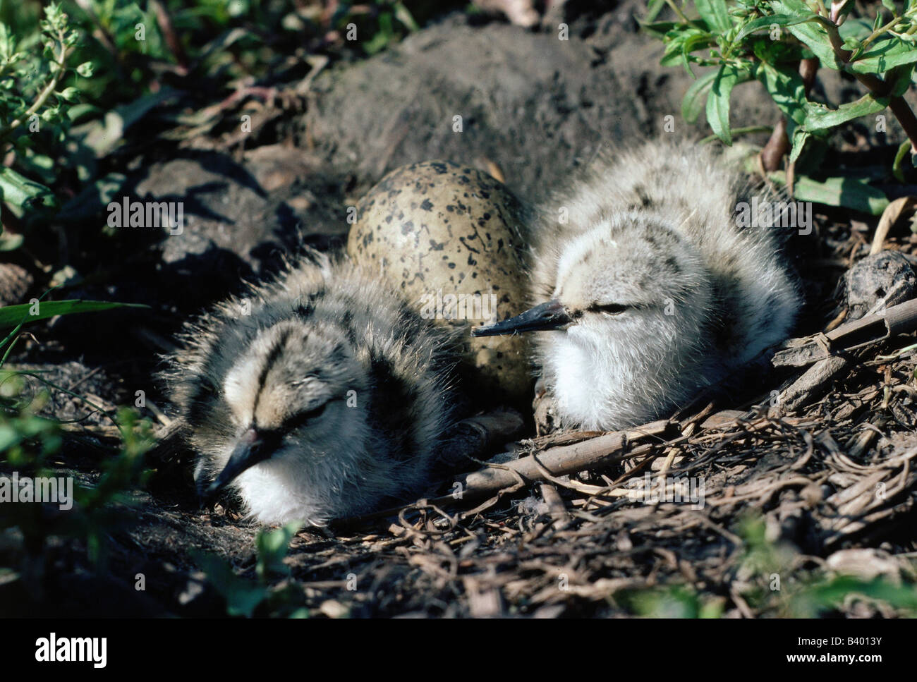 Two squabs and egg in nest hi-res stock photography and images - Alamy
