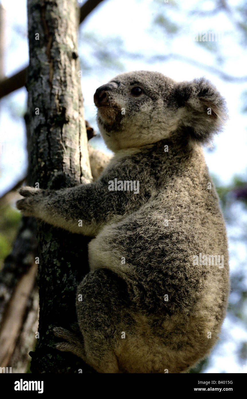zoology / animals, mammal / mammalian, Koala, (Phascolarctus cinereus ...