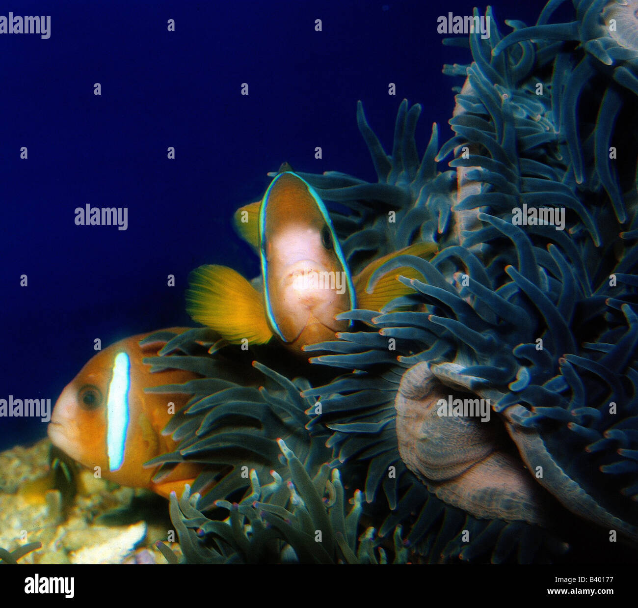 zoology / animals, fish, anemonefish, Clown Anemonefish, (Amphiprion ...