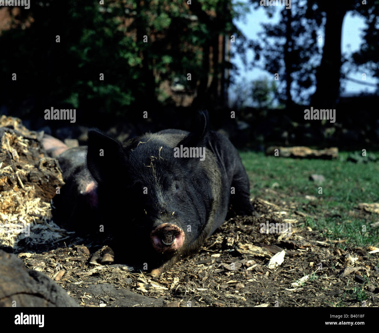 zoology / animals, mammal / mammalian, pigs, domestic pig, boar lying ...