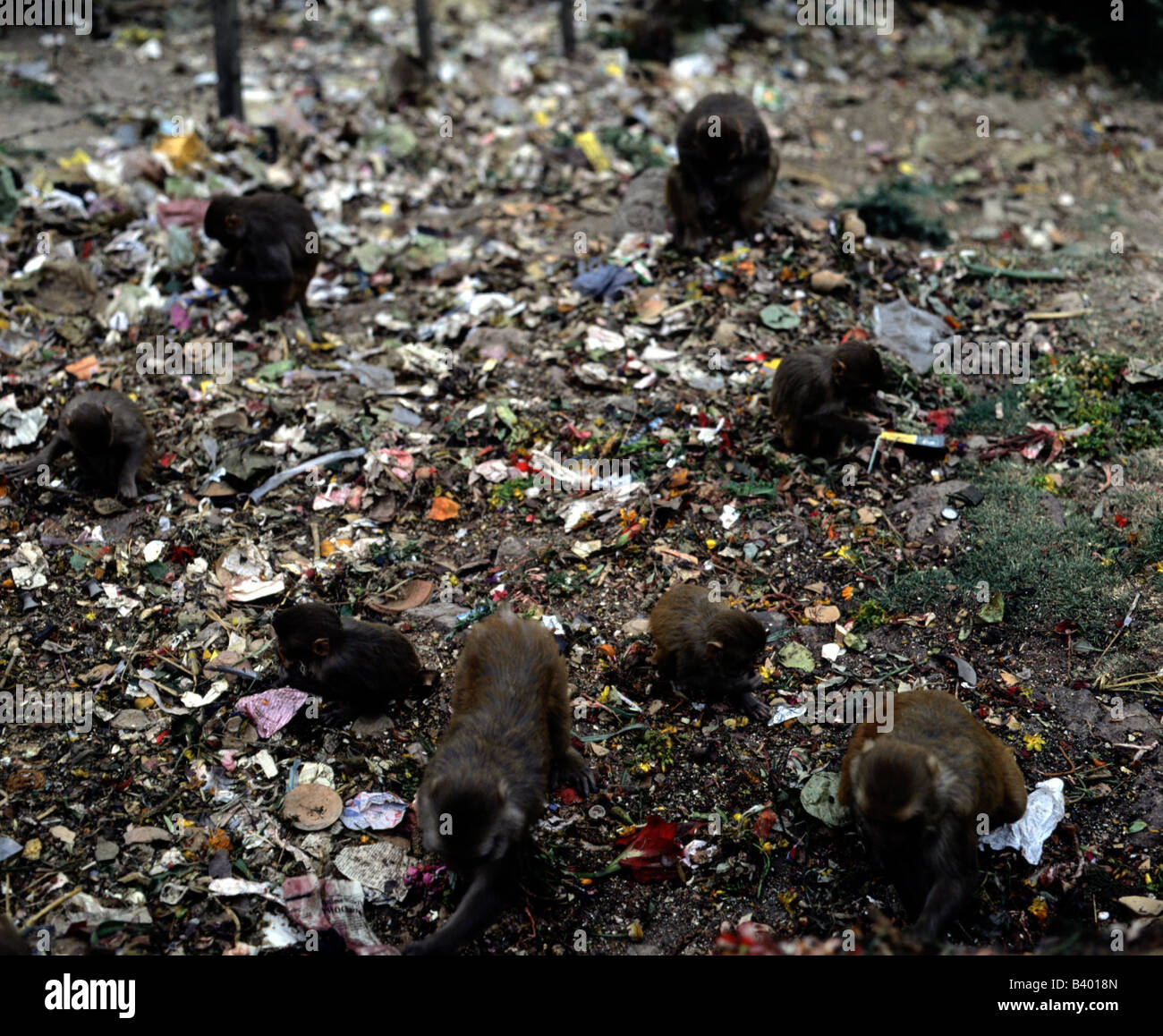 zoology / animals, mammal / mammalian, monkeys, Rhesus Macaque, (Macaca ...