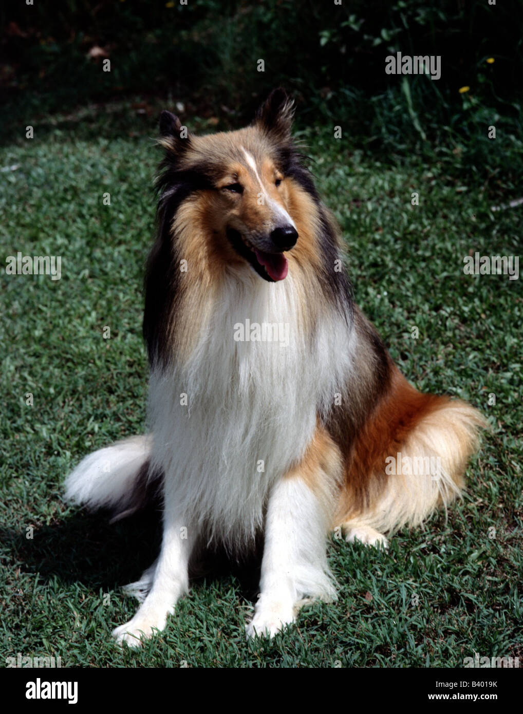 zoology / animals, mammal / mammalian, dogs, (canis lupus familiaris ...