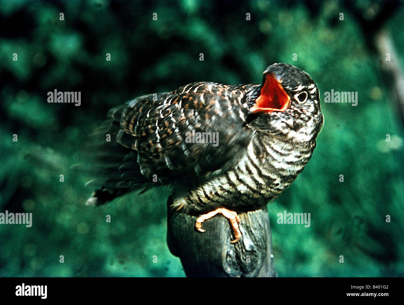 zoology / animals, avian / birds, Common Cuckoo, (Cuculus canorus), cub ...