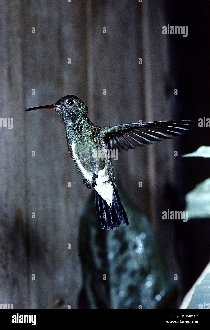 zoology / animals, avian / birds, Hummingbird, rapid flying, animal ...