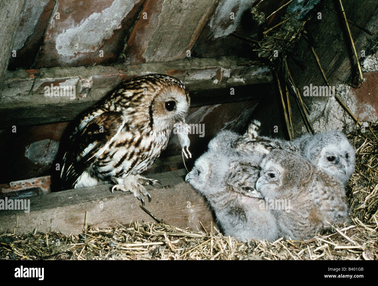 zoology / animals, avian / bird, Tawny Owl, (Strix aluco), feeding cubs ...