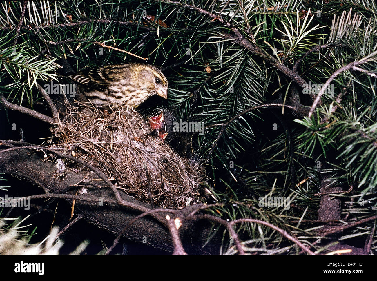 Serinus serinus nest hi-res stock photography and images - Alamy