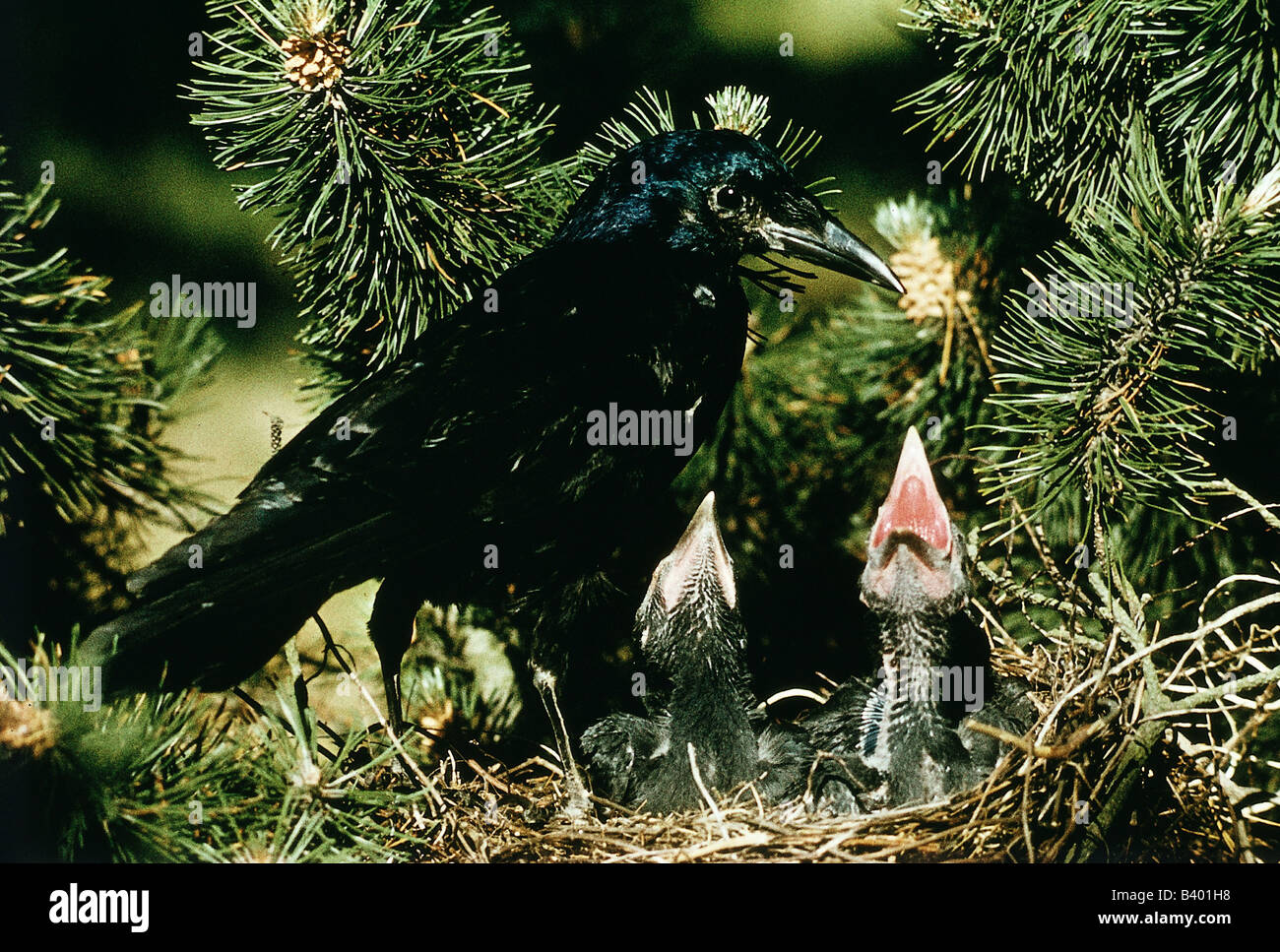 Carrion crow nest hi-res stock photography and images - Alamy