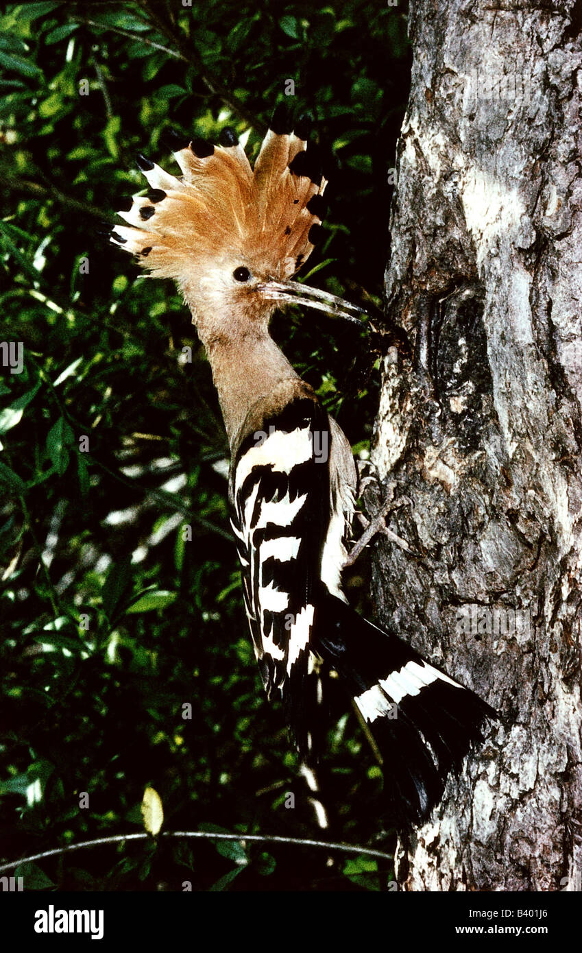 Upupa madagascar hi-res stock photography and images - Alamy