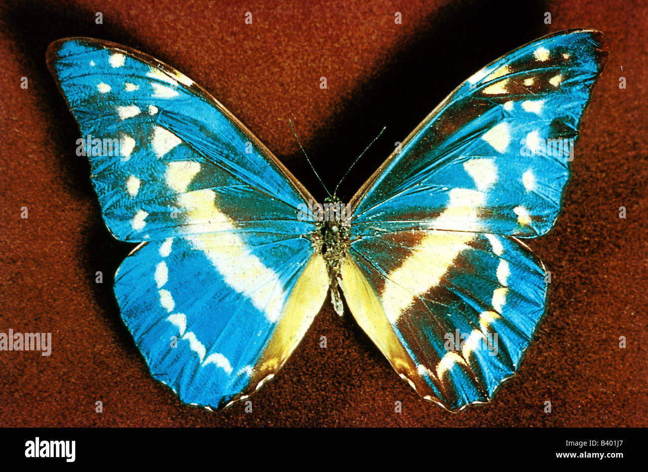 zoology / animals, insect, butterflies, Blue Morpho, (Morpho helena ...
