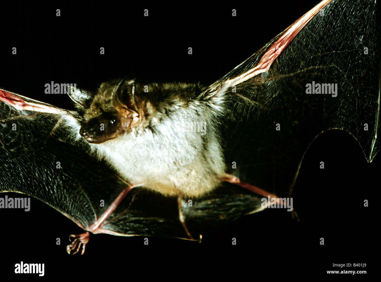 zoology / animals, mammal / mammalian, bats, (Chiroptera), flying ...